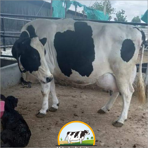 Hf Breed Cow at Best Price in Karnal, Haryana | Mahadev Dairy Farm