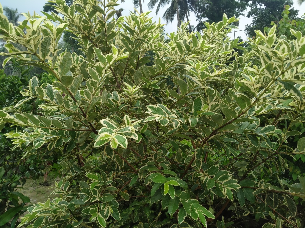 Variegated Guava Plants at Best Price in Kolkata, West Bengal | Everfit ...