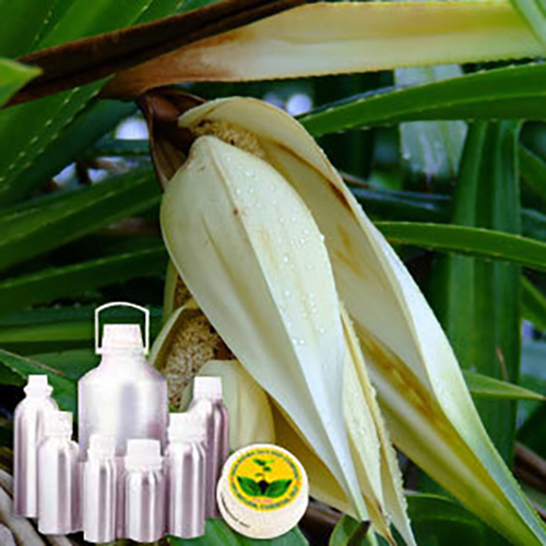 Kewra Oil at Best Price in Noida, Uttar Pradesh | A. G. Industries