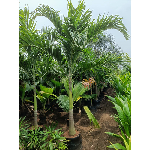 Green Conocarpus Plant at Best Price in Jabalpur, Madhya Pradesh ...