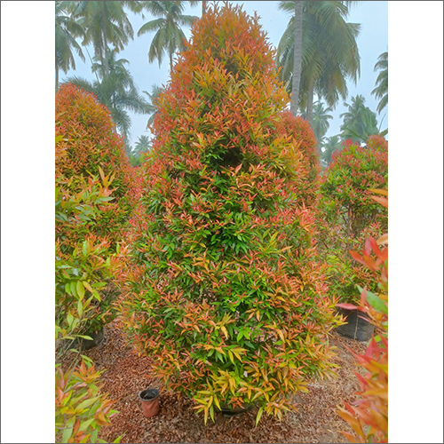 Green Conocarpus Plant at Best Price in Jabalpur, Madhya Pradesh ...