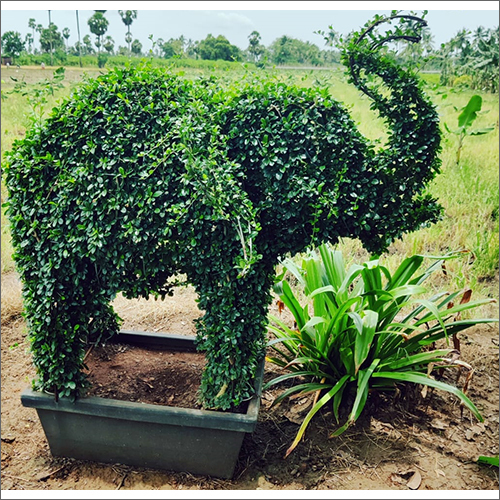 Green Conocarpus Plant at Best Price in Jabalpur, Madhya Pradesh ...