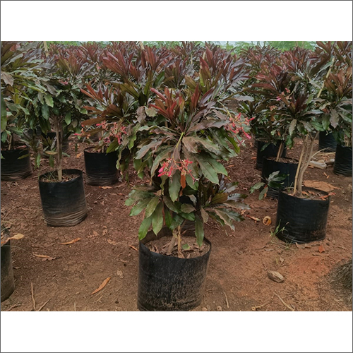 Green Conocarpus Plant at Best Price in Jabalpur, Madhya Pradesh ...