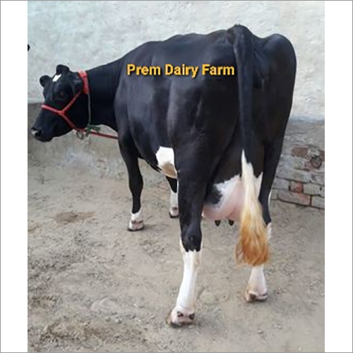 Black Hf Cow at 45000.00 INR in Karnal, Haryana | Prem Dairy Farm