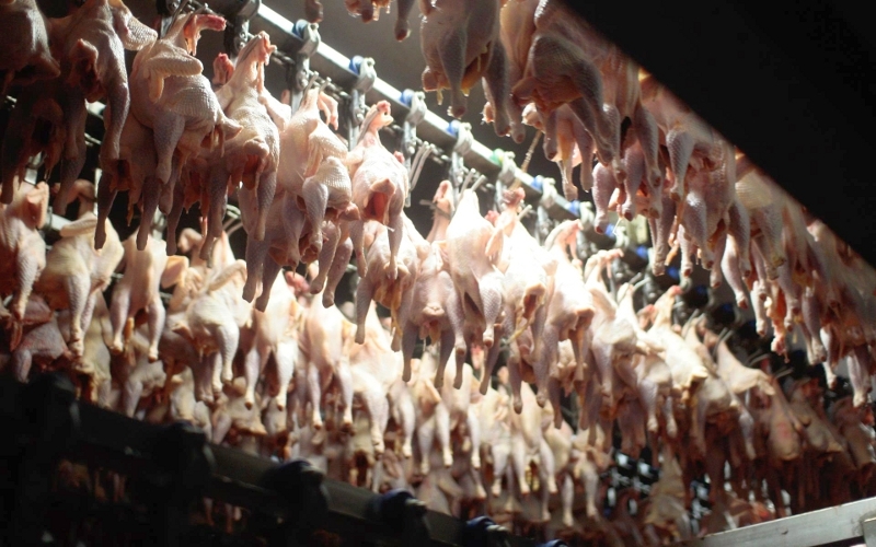 Frozen Chicken Feet Quarter Chicken Leg Chicken Breast Bulk Sellers ...