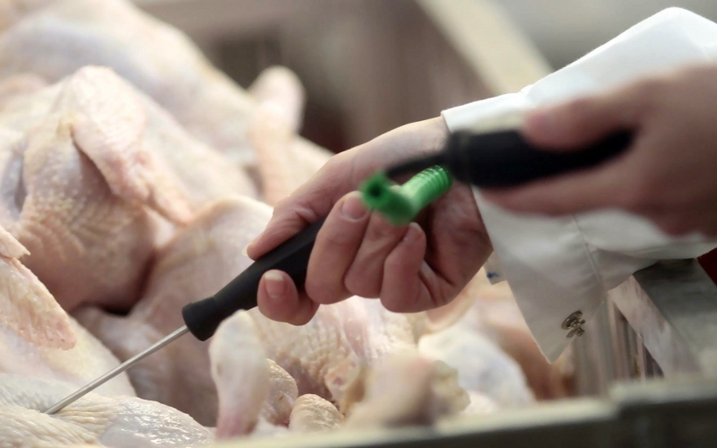 Brazil Frozen Chicken Feet. Quarter Chicken Leg. Chicken Breast Bulk ...