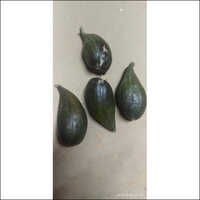 Melocanna Baccifera Seeds Org Tripura Shelf Life: 6 Months at Best ...
