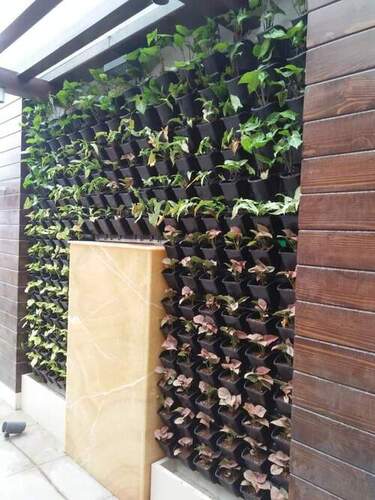 Vertical Green Wall at Best Price in Greater Noida, Uttar Pradesh ...