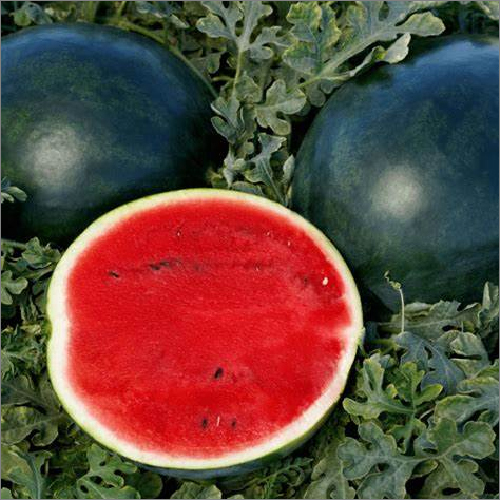 Organic Natural Watermelon at Best Price in Delhi, Delhi | Prr Fresh ...