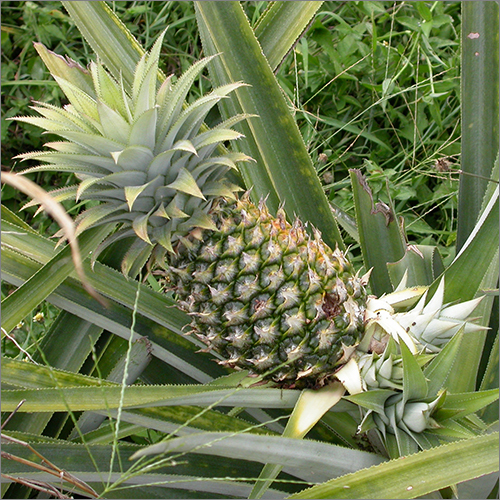Organic Fresh Pineapple at Best Price in Delhi, Delhi | Prr Fresh ...