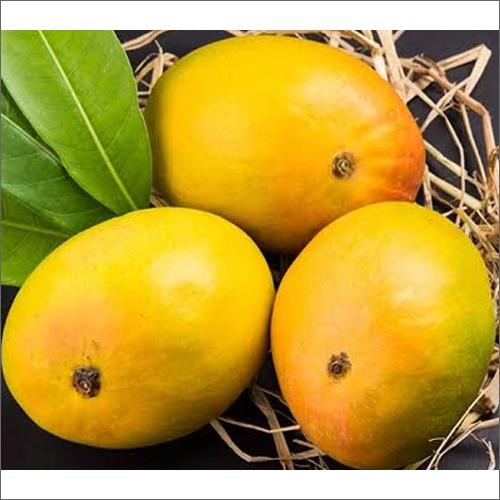 Yellow Fresh Mango at Best Price in Rampur, Uttar Pradesh | Rampur ...