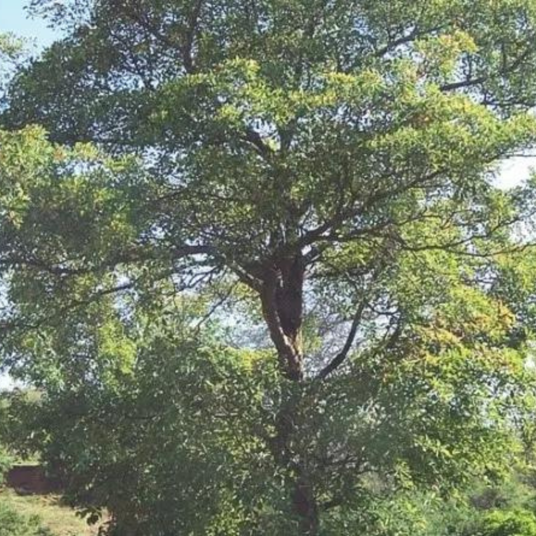 Terminalia Belerica Extract at 1000.00 INR in Greater Noida, Uttar ...
