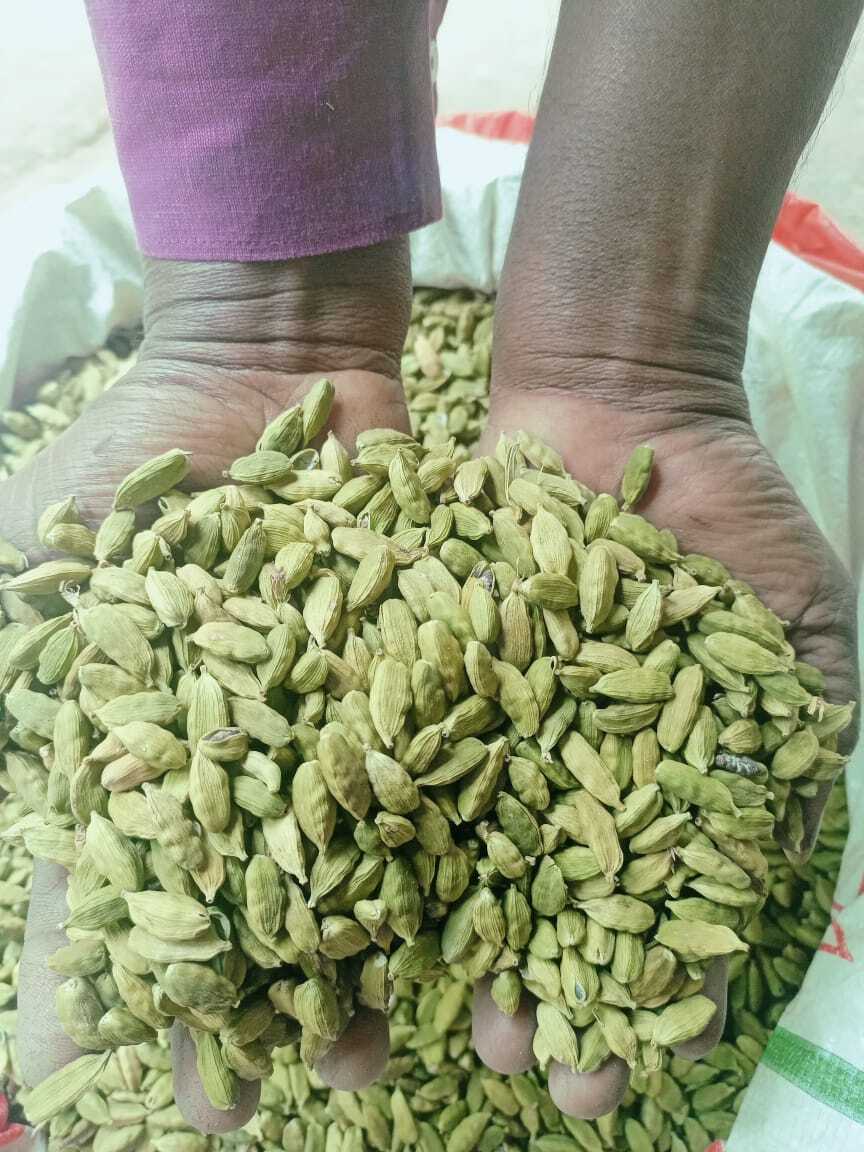 Fresh Green Cardamom Grade: First Class at Best Price in Palakkad ...