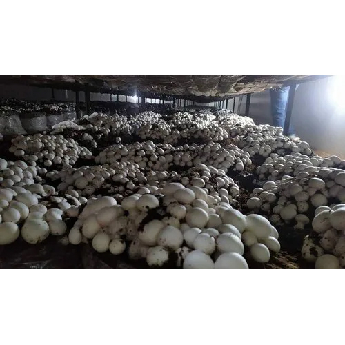 Heavy Duty Mushroom Growing Chambers at 1500000.00 INR in Agra | Awo ...