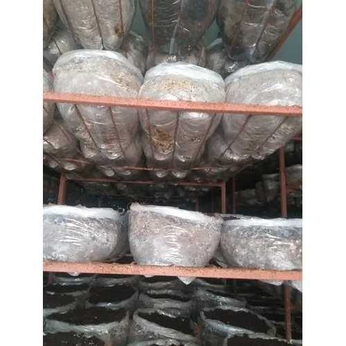 Heavy Duty Mushroom Growing Chambers at 1500000.00 INR in Agra | Awo ...