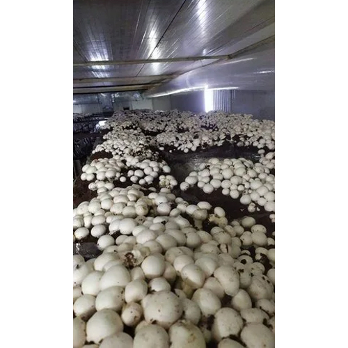 Heavy Duty Mushroom Growing Chambers at 1500000.00 INR in Agra | Awo ...