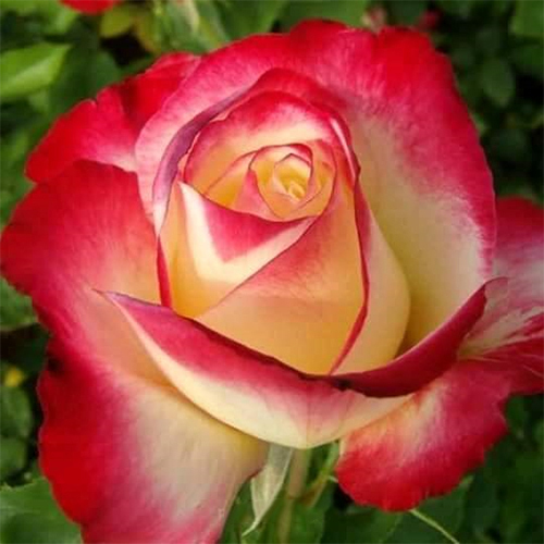 Red Rose Flower Plant Shelf Life: 2-3 Years at Best Price in Habra ...