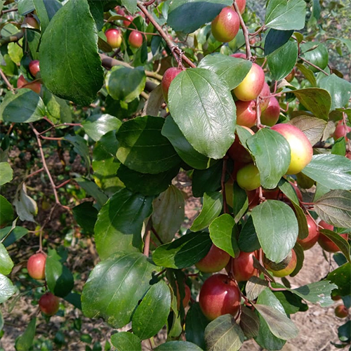 Miss India Ber Fruit Plant Shelf Life: 2-3 Years at Best Price in Habra ...