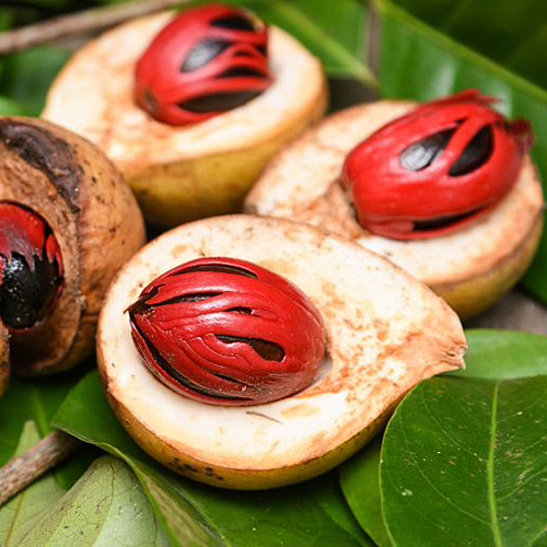 Natural Nutmeg Spice at Best Price in Kattappana, Kerala | A And V Traders