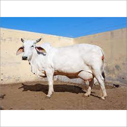 Tharparkar Cow at Best Price in Karnal, Haryana | Umed Dairy Farm