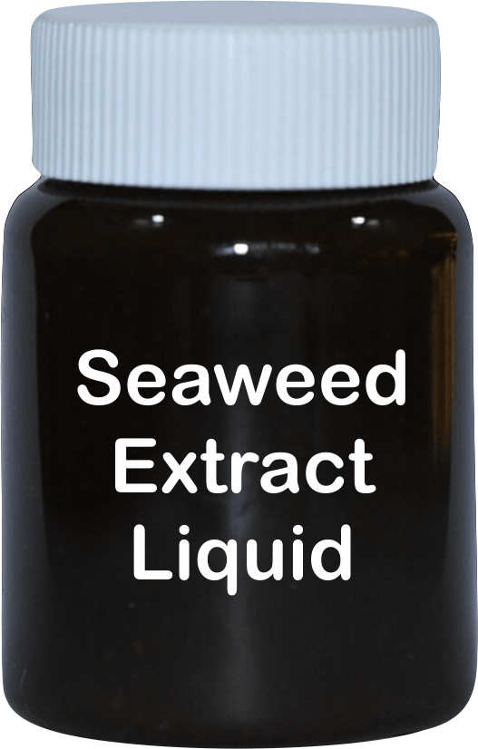 Seaweed Extract Liquid at Best Price in Ankleshwar, Gujarat | Anbr ...
