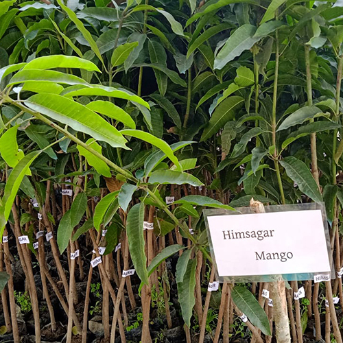 Himsagar Mango Plant Shelf Life: 2-3 Years at Best Price in Habra ...