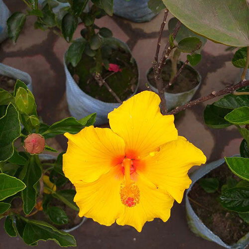 Yellow China Rose - Color: Mix Colour at Best Price in Kolkata | Jit ...