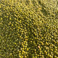 Green Hara Moong at Best Price in New Delhi, Delhi | Deeran Worldwide ...