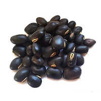 Poonaikali Vidhai Powder Grade: A at Best Price in Chennai | Ranchandi ...