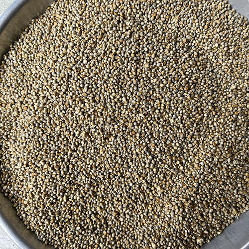 Organic Natural Green Millet at Best Price in Mumbai | Aspirarch Market ...