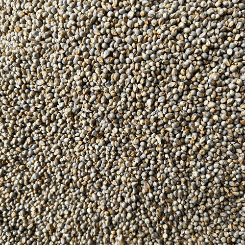 Organic Natural Green Millet at Best Price in Mumbai | Aspirarch Market ...