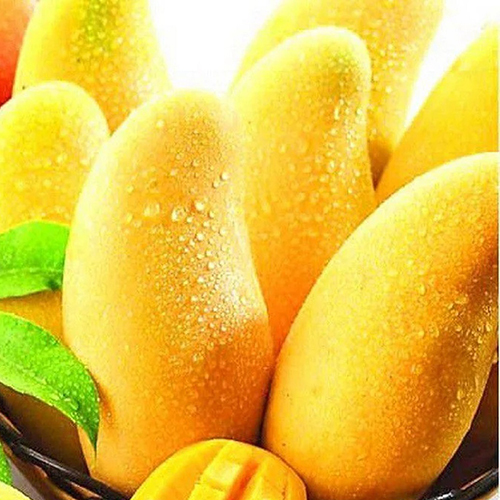 Yellow Kesar Mango at Best Price in Navi Mumbai, Maharashtra | Dariya ...