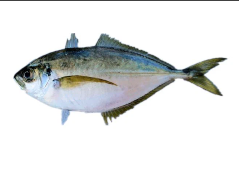 Frozen Pacific Bumper Fish Packaging: Plastic Bottle at Best Price in ...