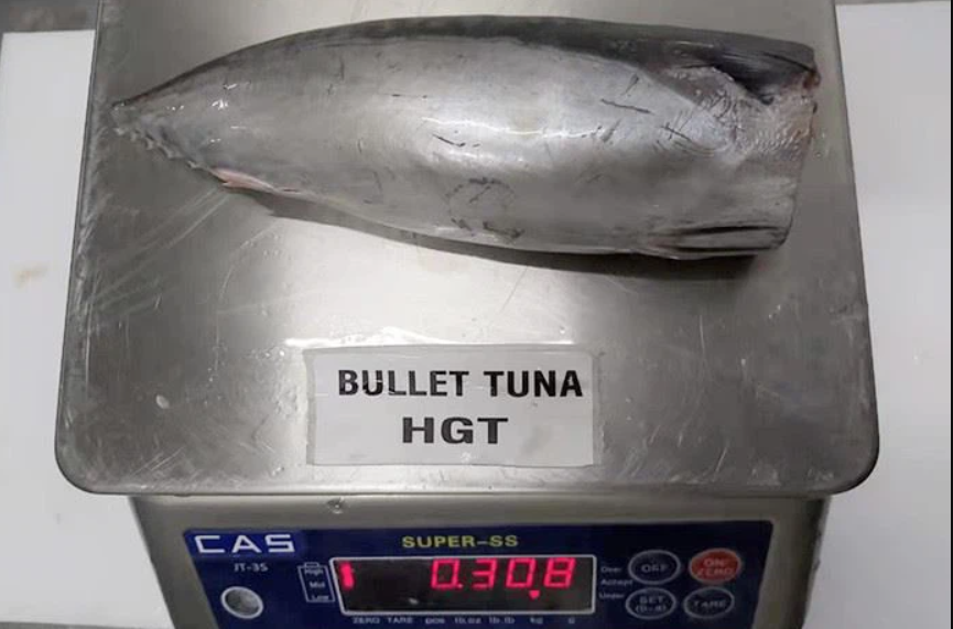Frozen Bullet Tuna Hgt - 25mg Block Size | Boneless, Floured, Headless ...