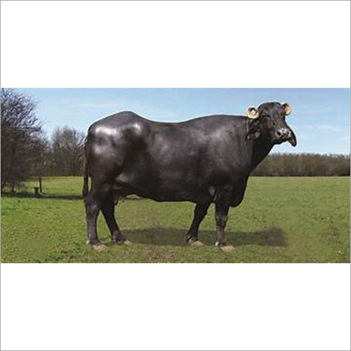 Murrah Buffalo at Best Price in Bikaner, Rajasthan | Shankar Dairy Farm