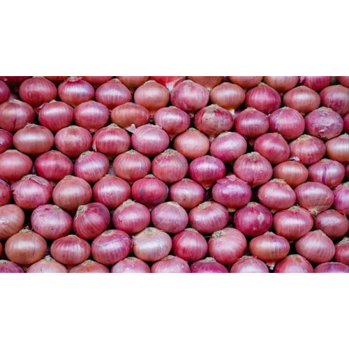 Fresh Organic Red Onion - Medium Size, Deep Purple Skin With White To ...