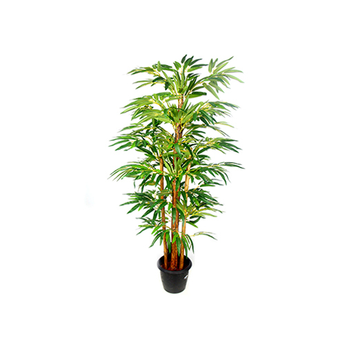 Golden Bamboo Tree Green Plant Size: Different Available at Best Price ...