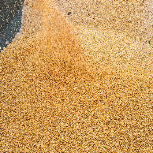 Cattle Feed - Granule Form, Grade A Quality | High Vitamin Content, 12 ...