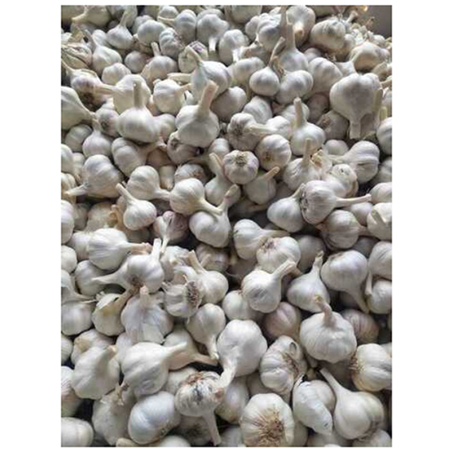 Fresh Garlic - Medium Size, White Color | Fresh Flavor, Versatile Use ...
