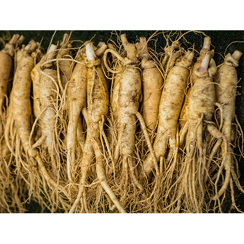 Fresh Ginseng Root Grade: A at Best Price in Ho Chi Minh City | Mekong ...