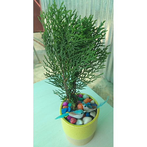 Different Available Morpankhi Plant at Best Price in Chandrapur ...