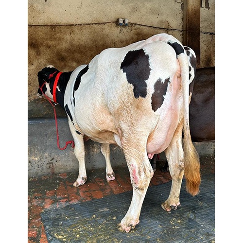 Pure Hf Cow at 80000 INR in Kurukshetra, Haryana | Chopra Dairy Farm