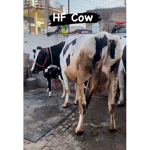 Pure Hf Cow at 80000 INR in Kurukshetra, Haryana | Chopra Dairy Farm