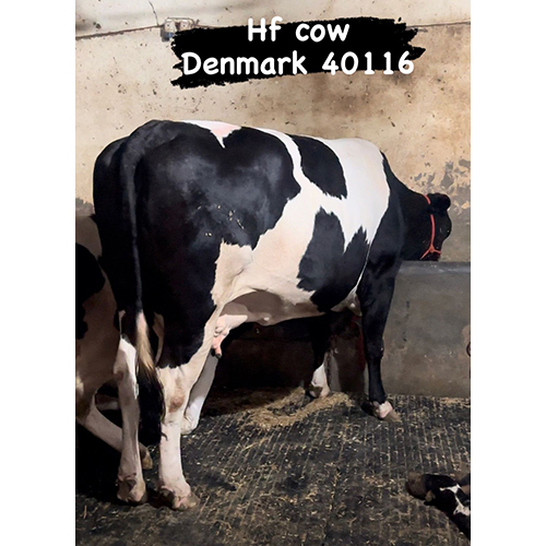 Pure Hf Cow at 80000 INR in Kurukshetra, Haryana | Chopra Dairy Farm