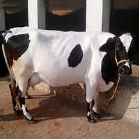 White Indian Hf Cow at Best Price in Karnal | Mintu Dairy Farm