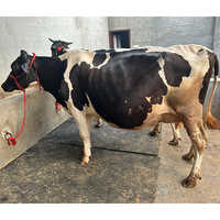 Black Indian Dairy Cattle Hf Cow at Best Price in Karnal | Mintu Dairy Farm