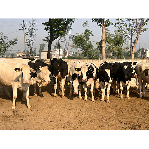 Indian Hf Cow - Breed: Different Available at Best Price in Karnal | Khokher Dairy Farm