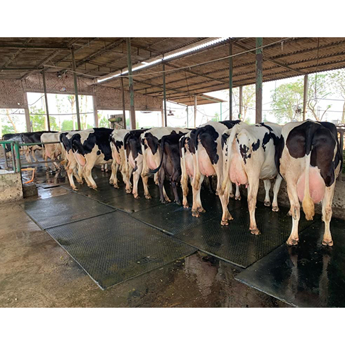 Indian Hf Cow - Breed: Different Available at Best Price in Karnal ...