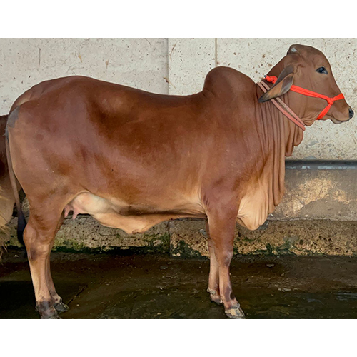 Sahiwal Cow Supplier - Breed: Different Available at Best Price in ...