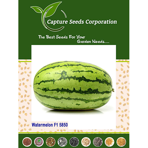 Common F1-5850 Watermelon Seed at Best Price in Bengaluru | Capture ...